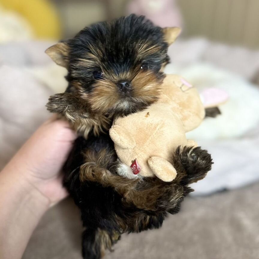 Йоркширский терьер, щенок