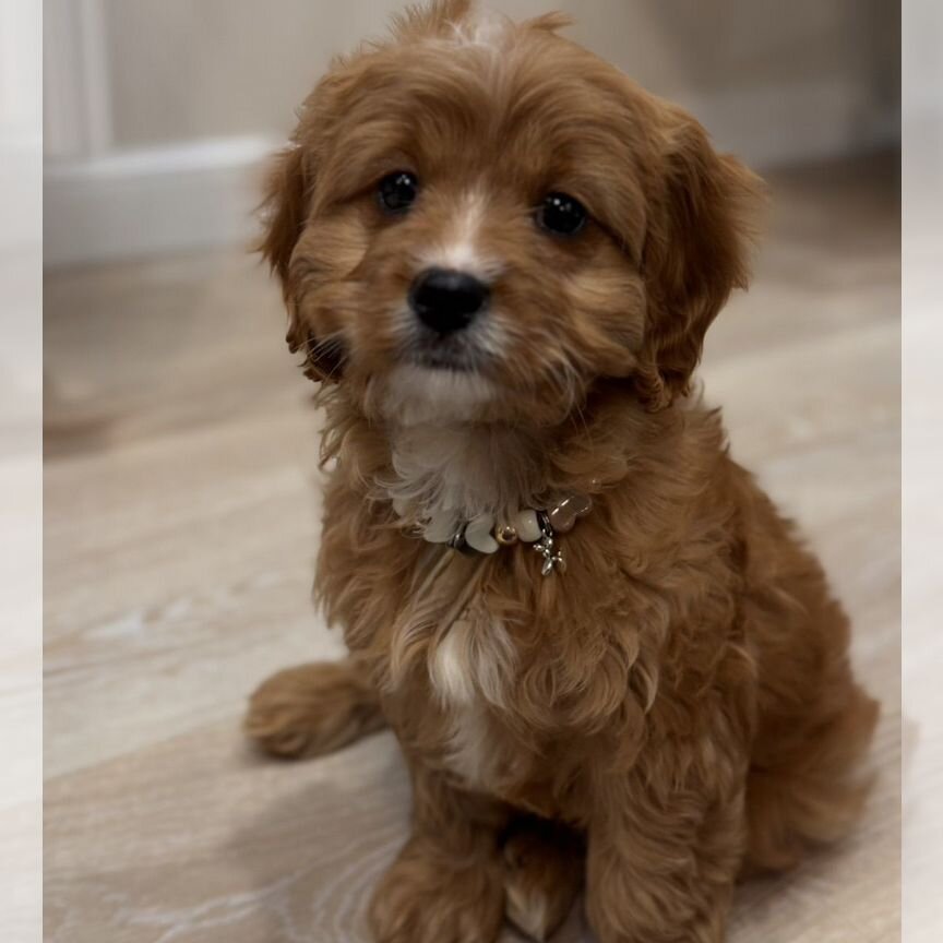 Кавапу, щенок