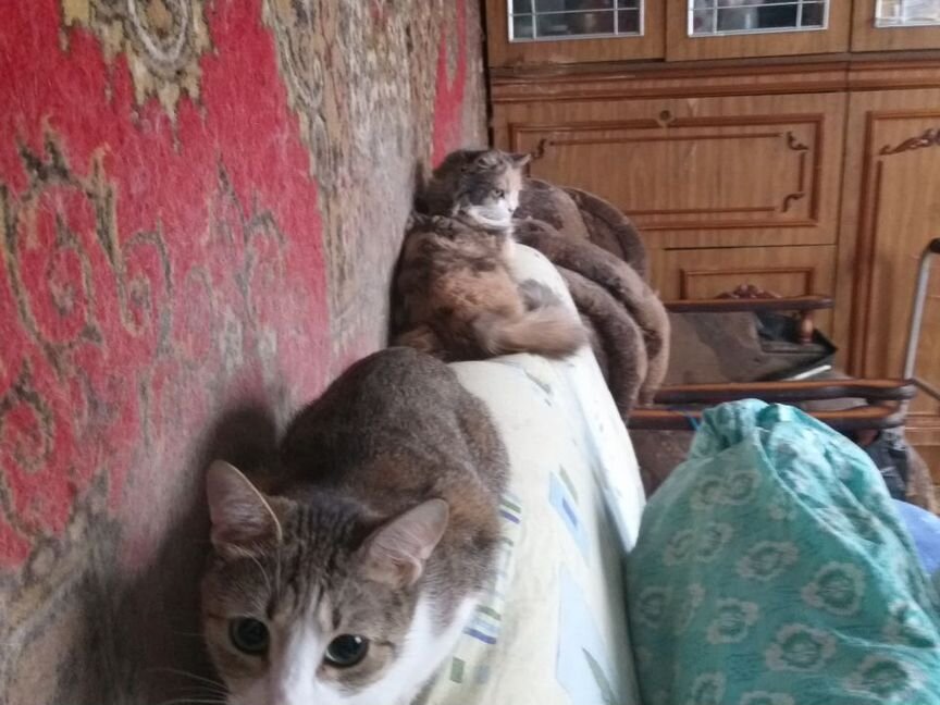 Кошечка в добрые руки