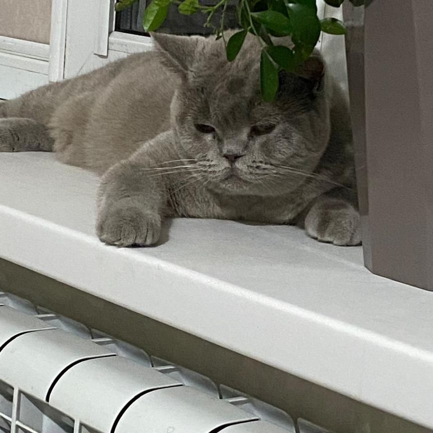 Мия лиловая британка