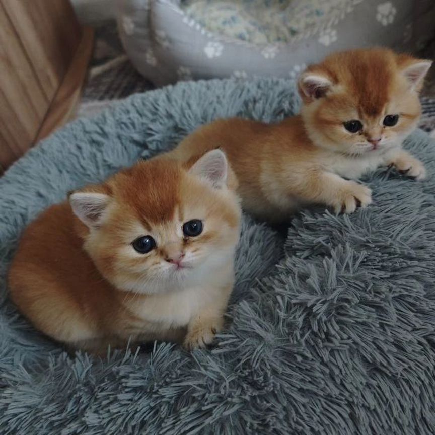 Британский короткошёрстный котёнок