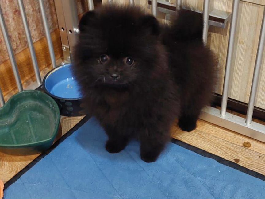 Померанский шпиц красотка