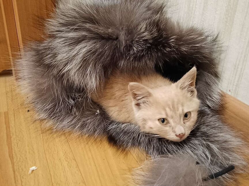 Котëнок в добрые руки