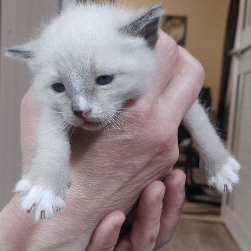 Тайский котёнок