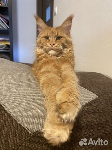 Кошки породистые бесплатно