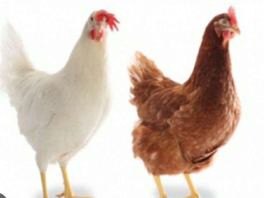 Куры- несушки