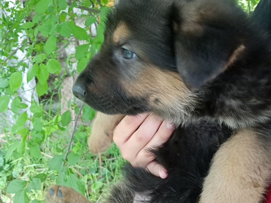 Щенки от немецких овчарок