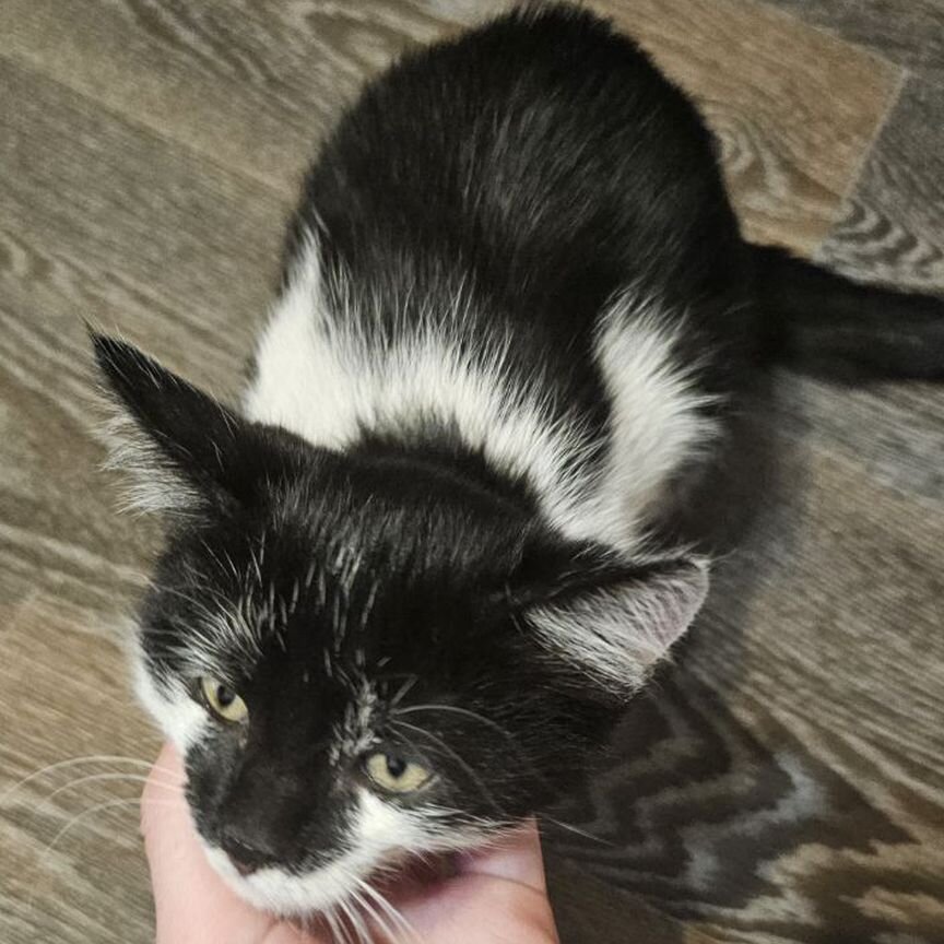 Котенок потеряшка
