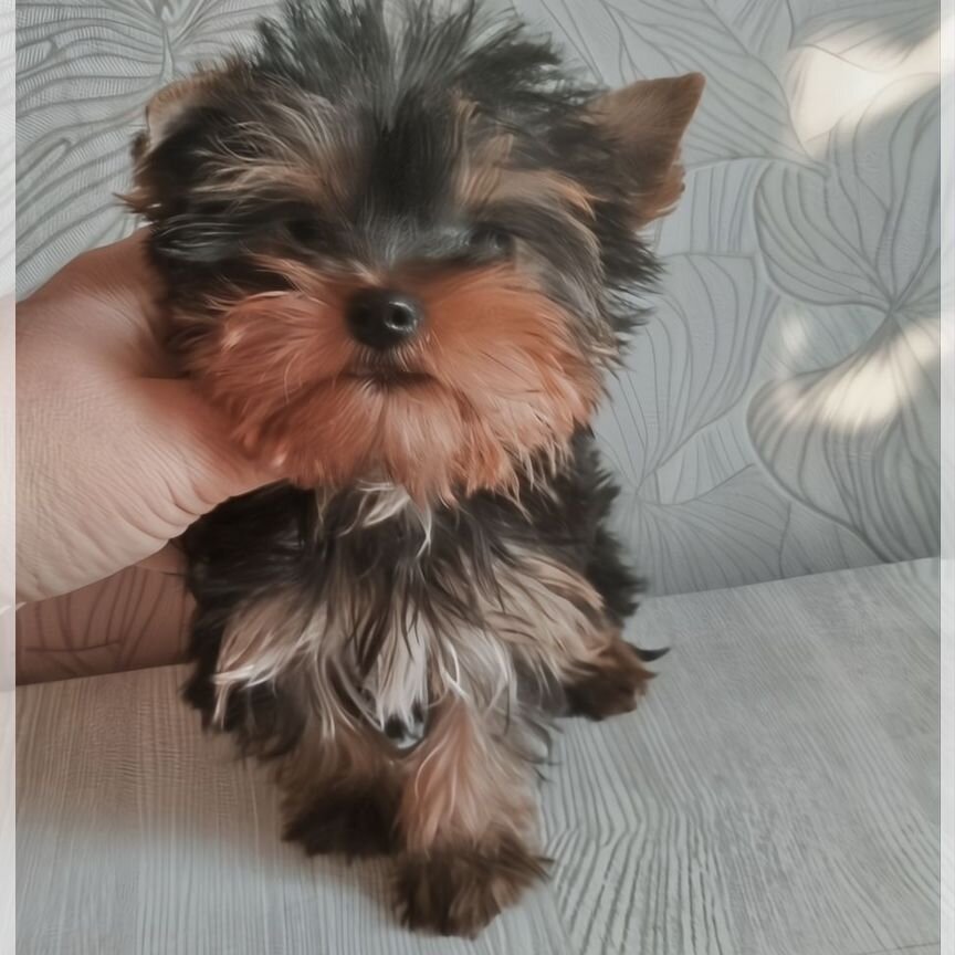 Йоркширский терьер, щенок