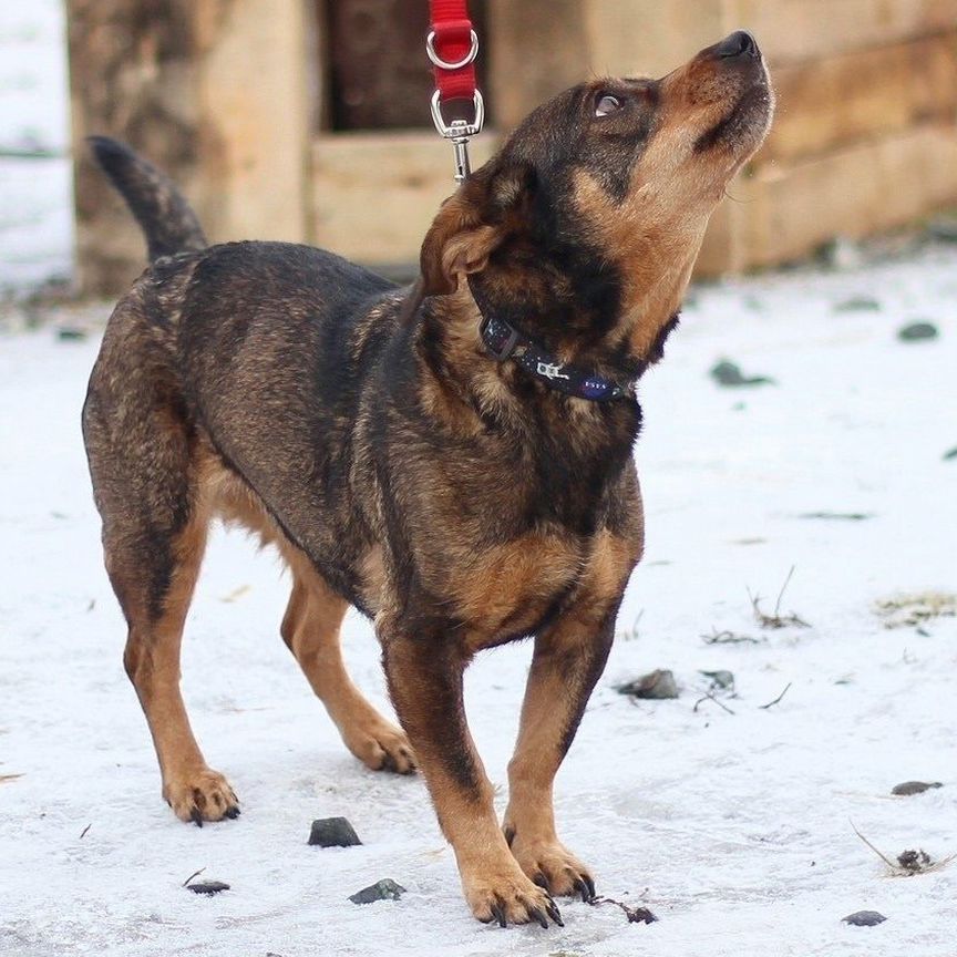 Такса, щенок