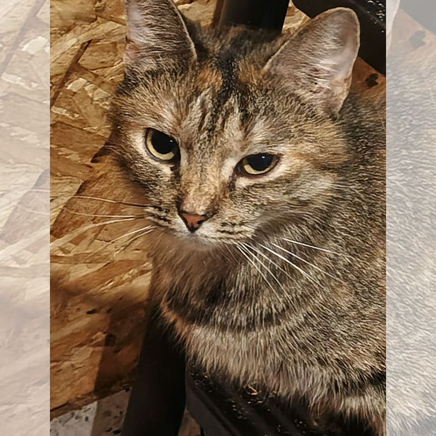 Взрослая кошка в добрые руки