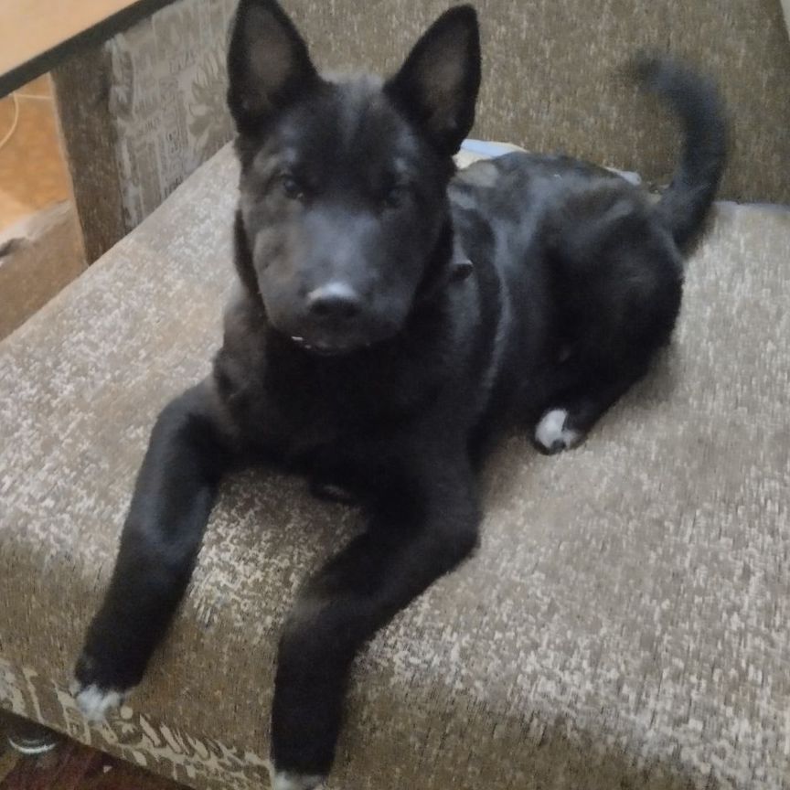 Щенок в добрые руки