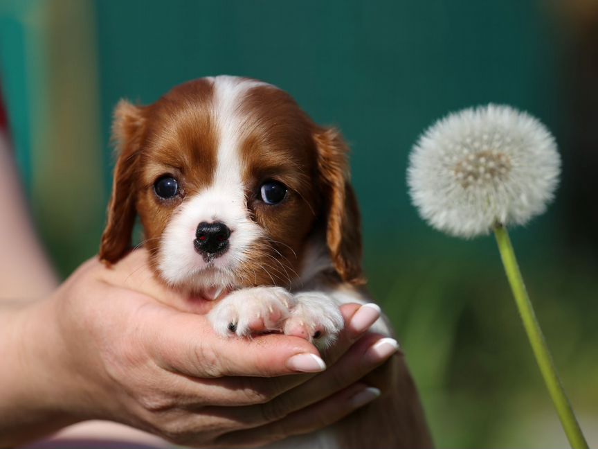 Девочка кавалер кинг чарльз спаниель
