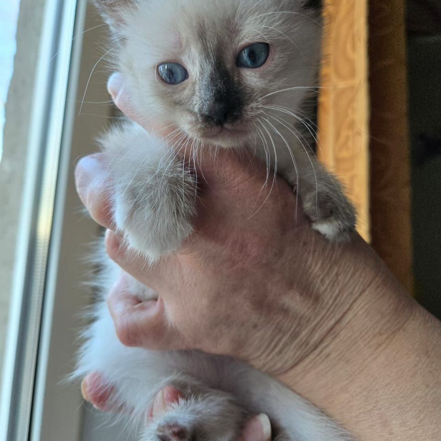 Тайские котята