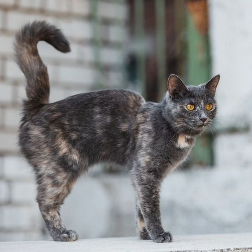Бездомная кошка ищет семью