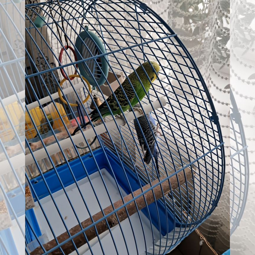 Два волнистых попугаев с клеткой