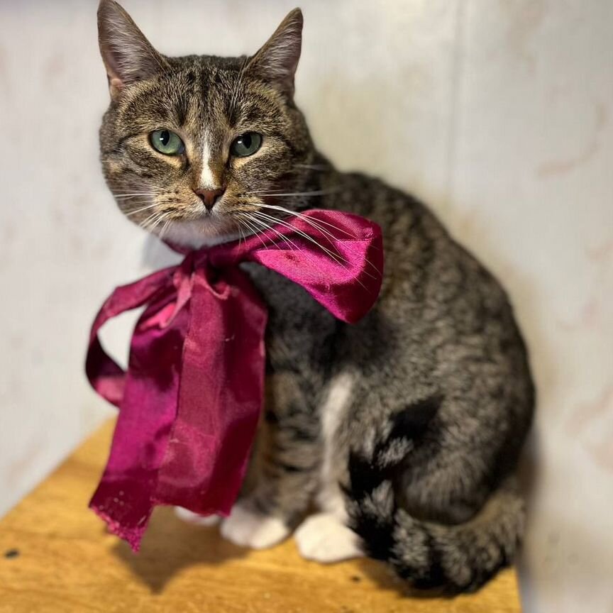 Бенгальская, взрослая кошка