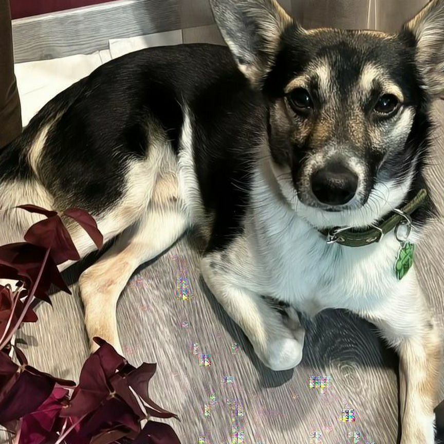 Взрослый пёс в добрые руки