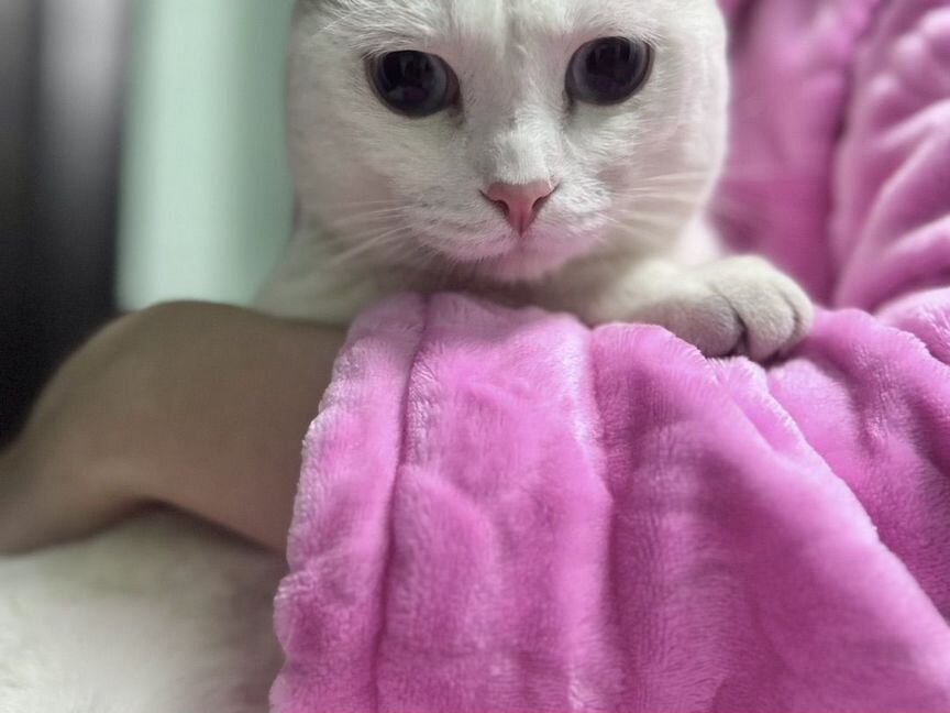 Шотландский вислоухий котик в добрые руки