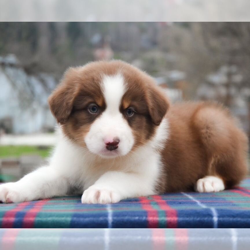 Австралийская овчарка, щенок