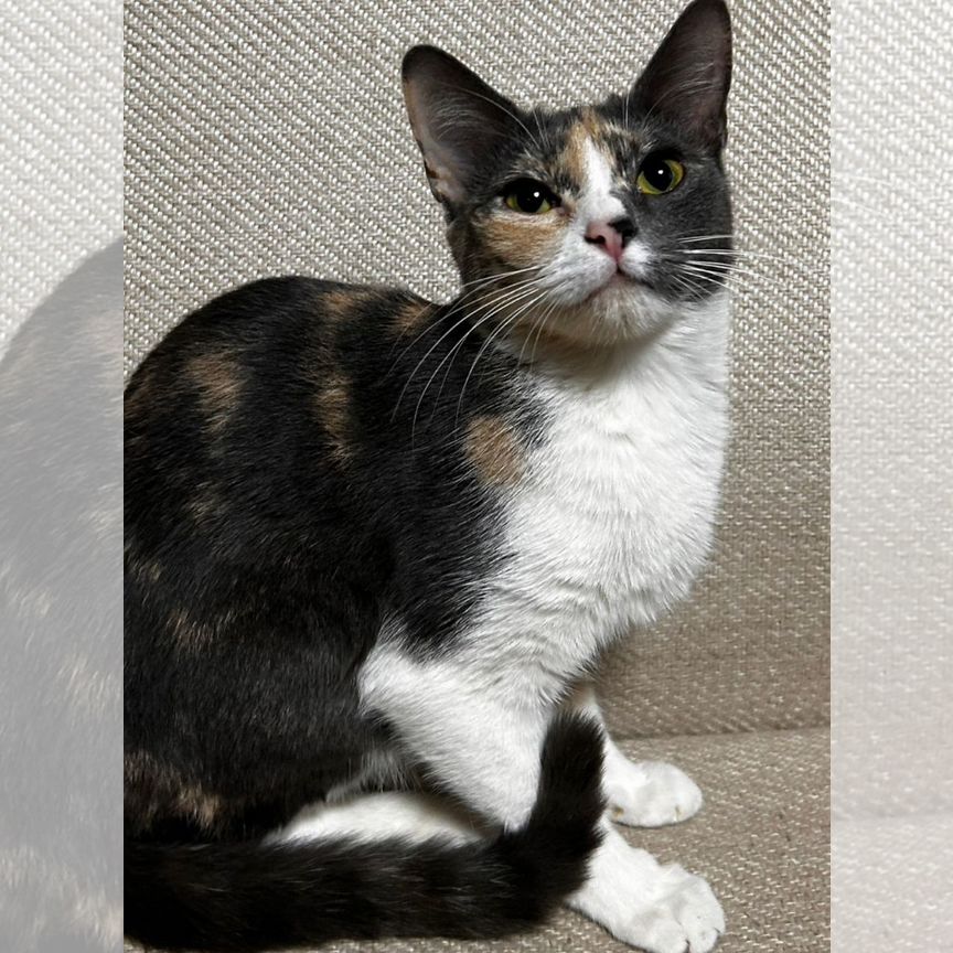 Котёнок от частного владельца