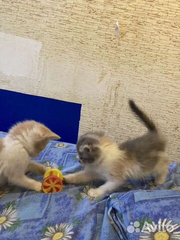 Отдам котят в добрые руки