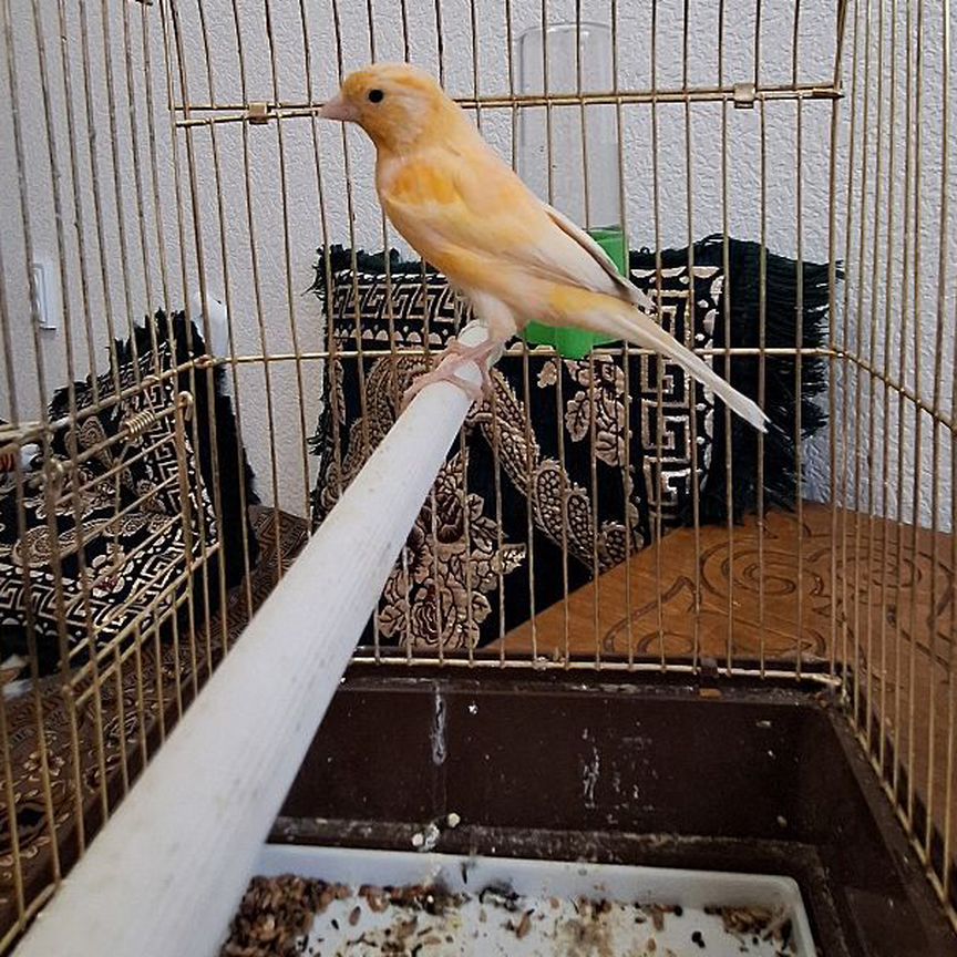 Канарейка кенар