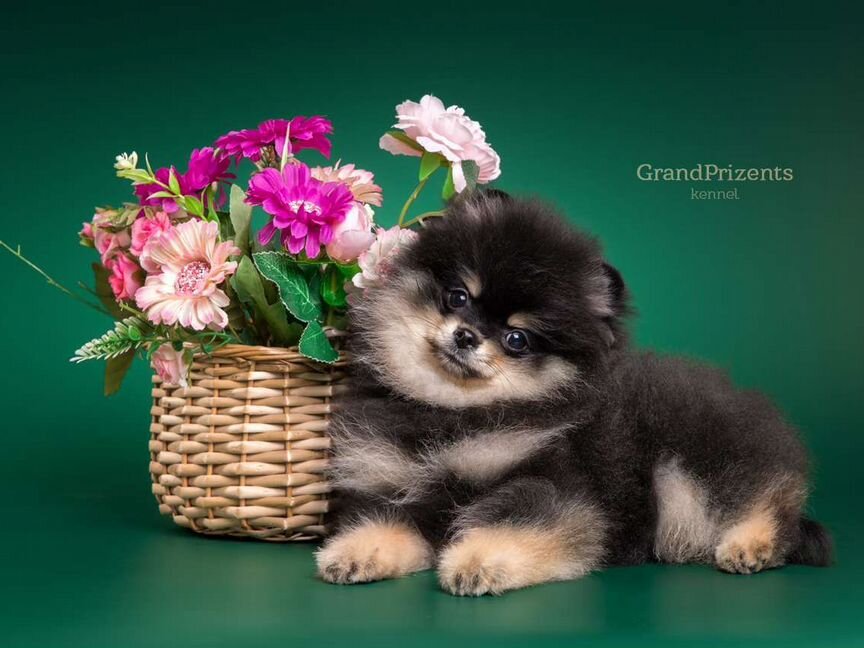 Померанский шпиц девочка