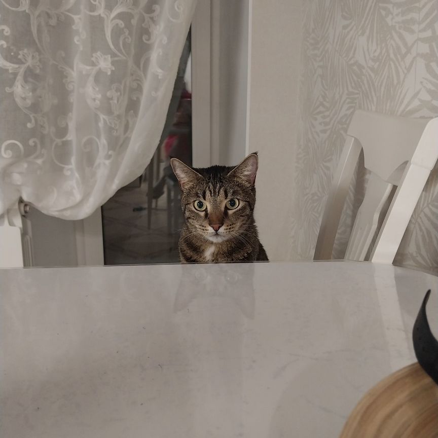 Отдам кота в хорошие руки