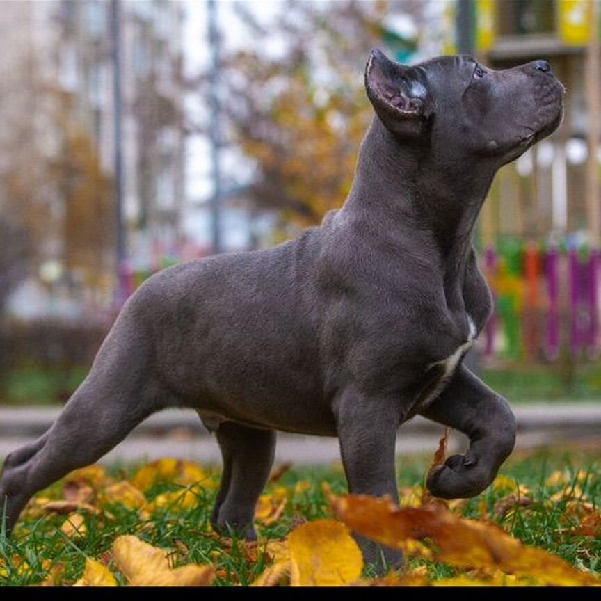 Кане-корсо, щенок