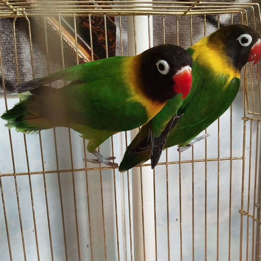 Неразлучники