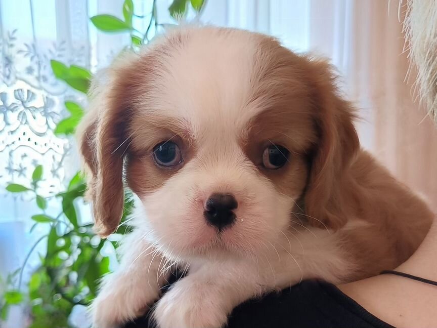 Щенок кавалер кинг чарльз спаниель