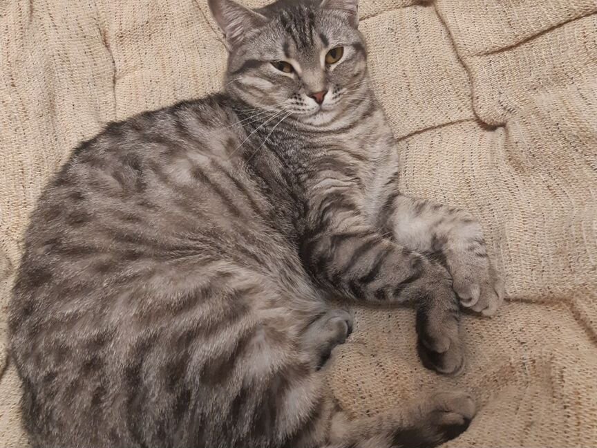 Кошка Матильда