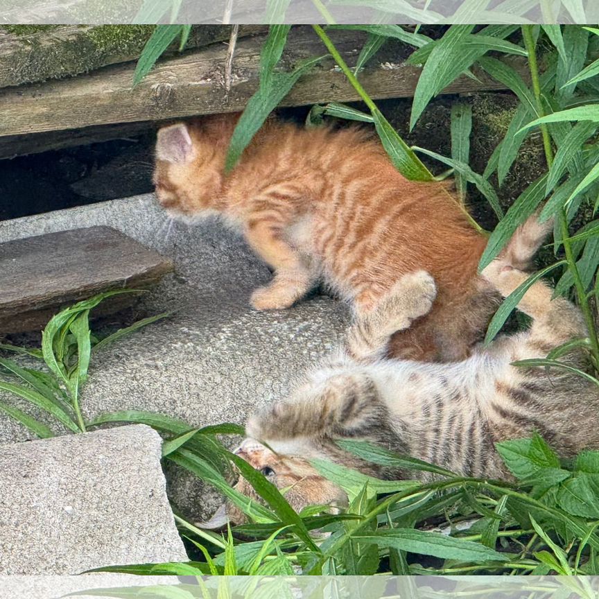 Котёнок в добрые руки