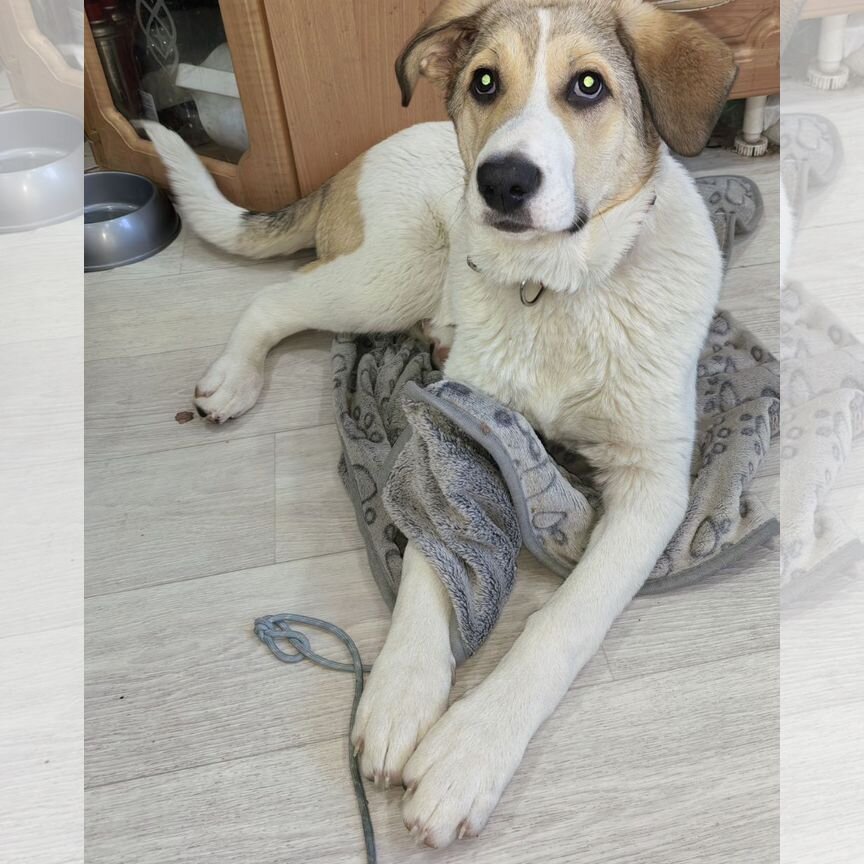 Щенок в добрые руки