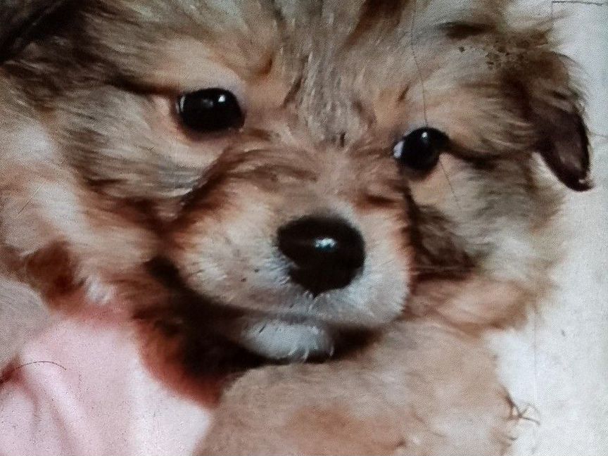 Милые пушистики