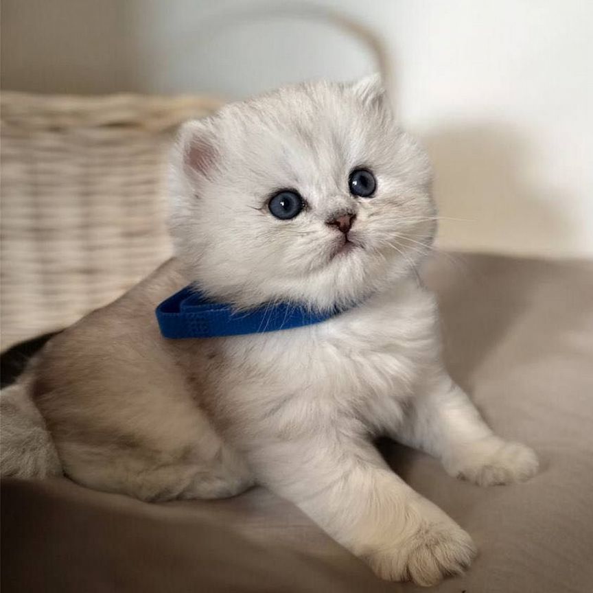 Британский короткошёрстный котёнок