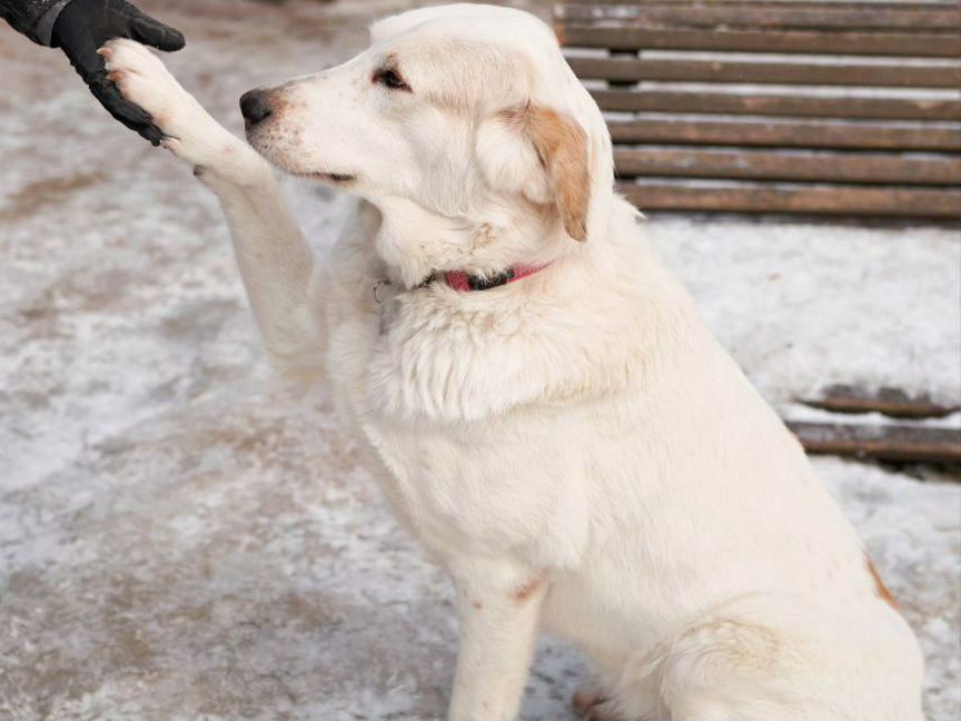 Собаки из приюта: большая белая Боня