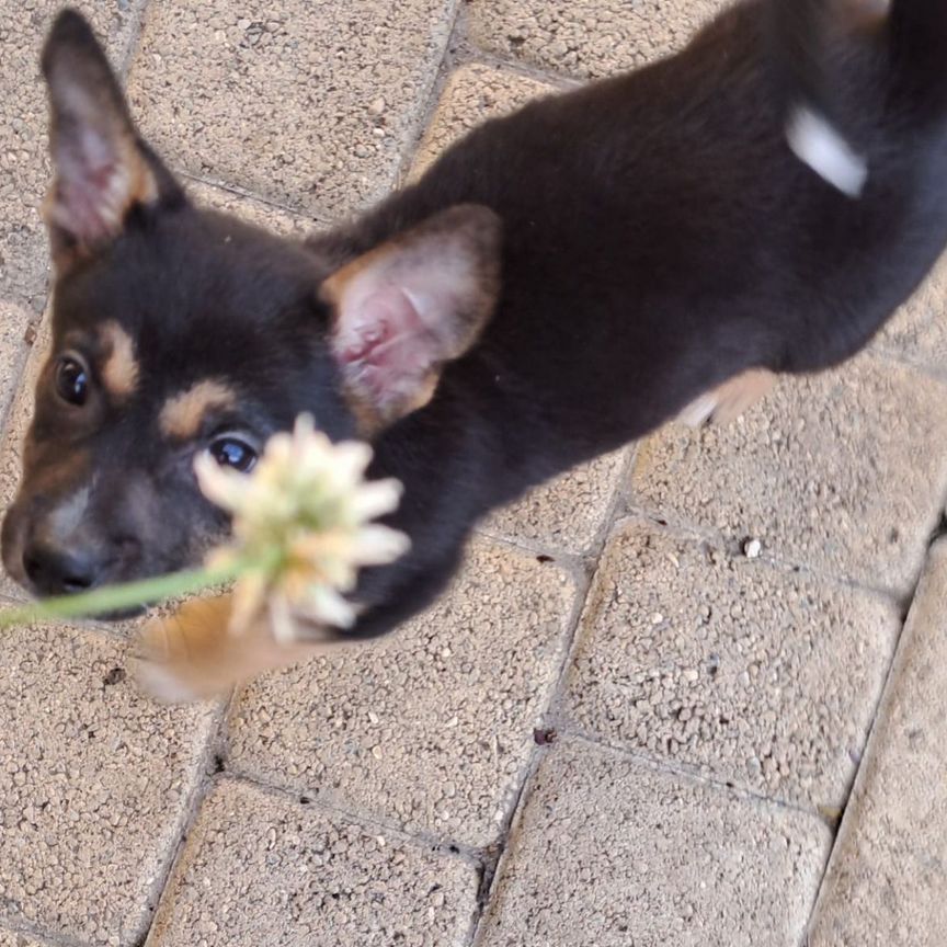 Щенок в добрые руки