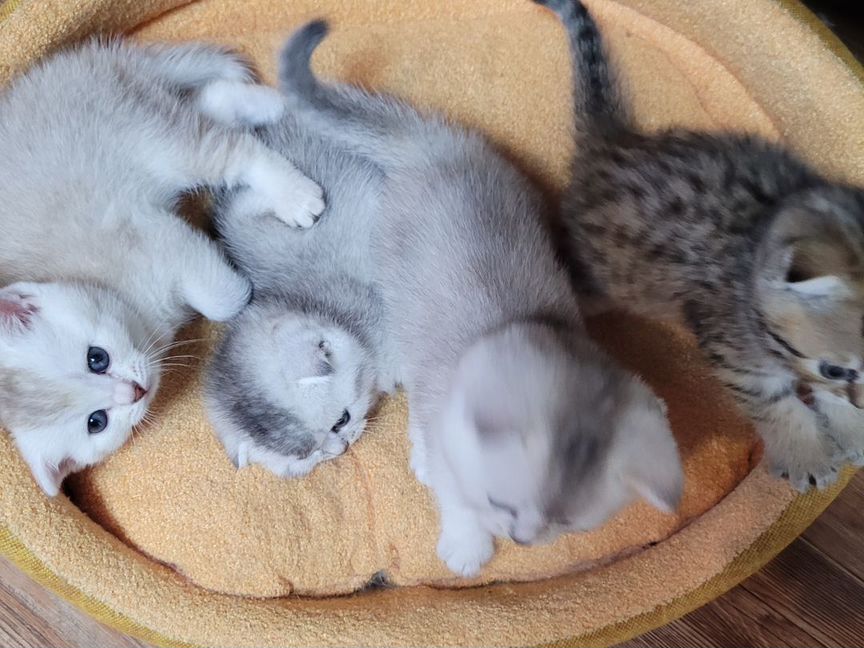 Британские котята шиншилла