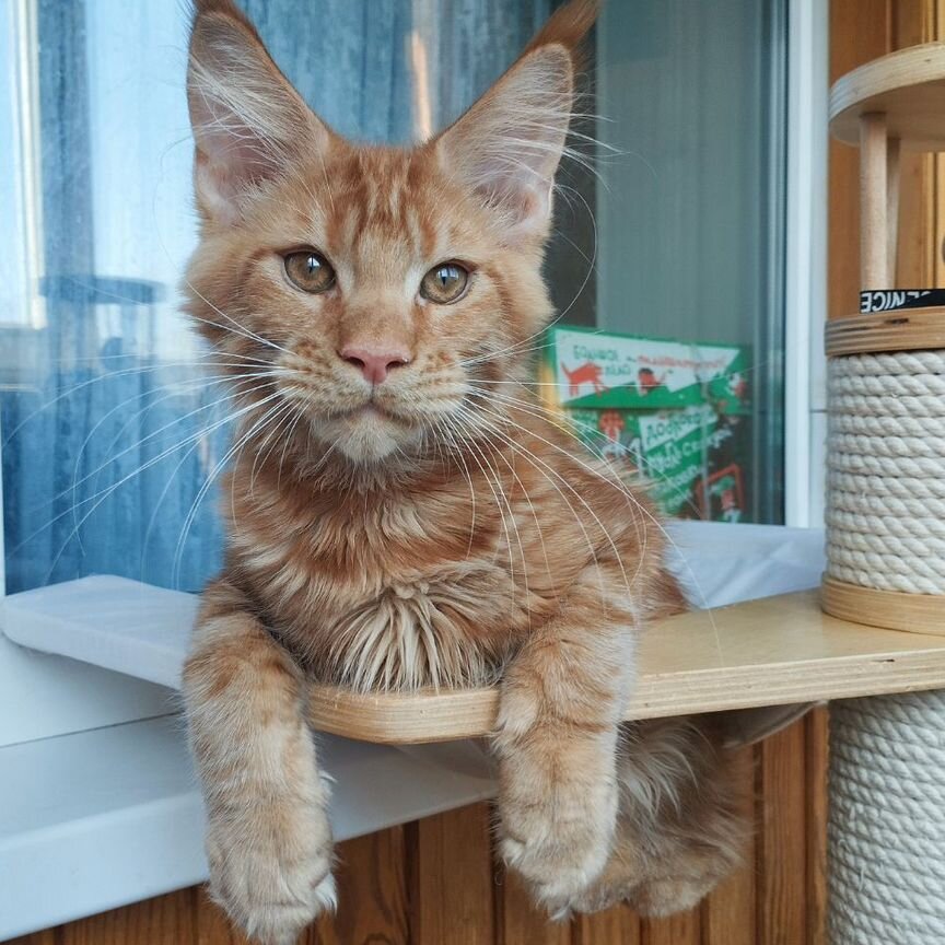 Котята мейн-кун