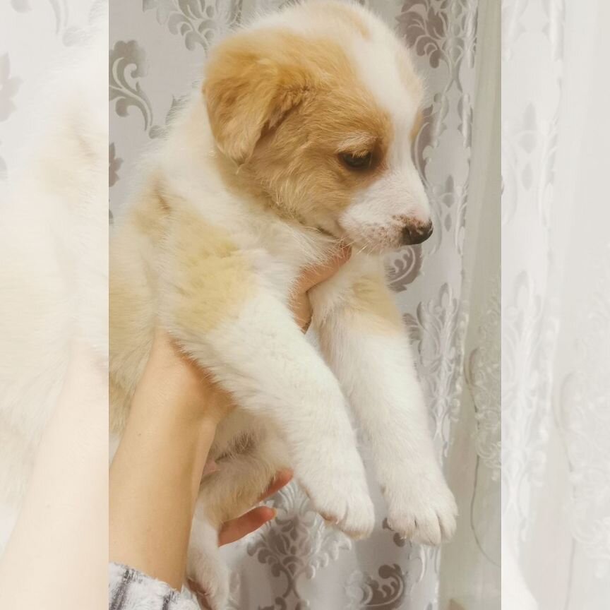 Щенок в добрые руки