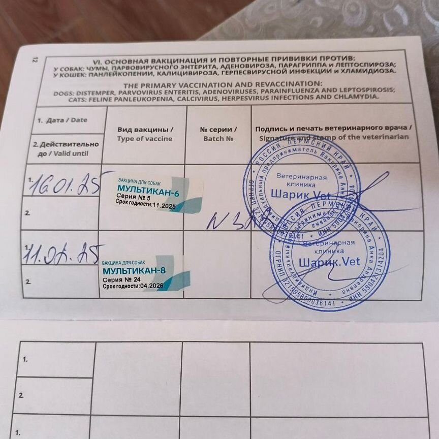 Кане-корсо, взрослый пёс