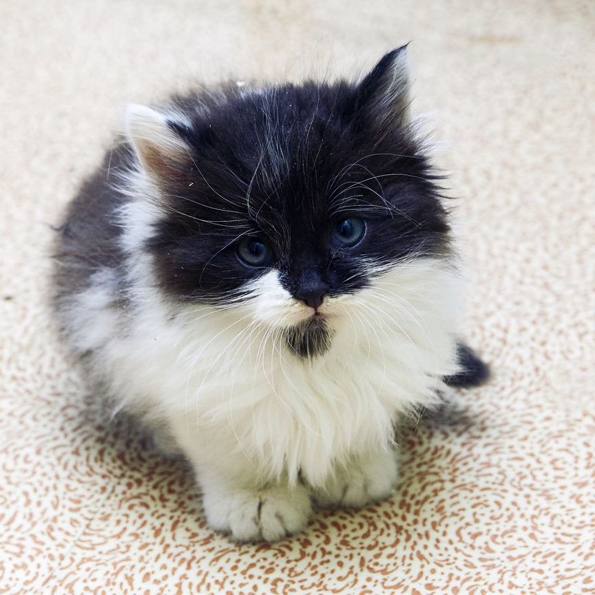 Пушистый котенок