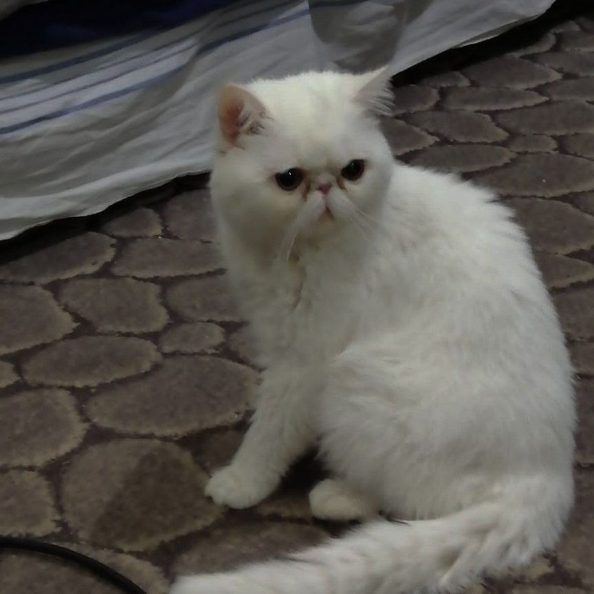 Экзотическая короткошерстная кошка