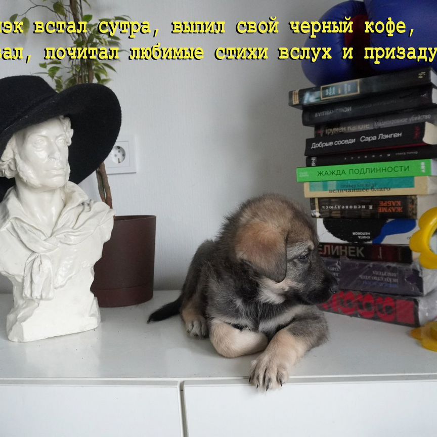 Щенок в добрые руки бесплатно