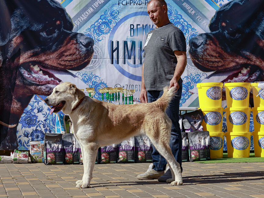 Подросток сао (алабай) Легендарные крови