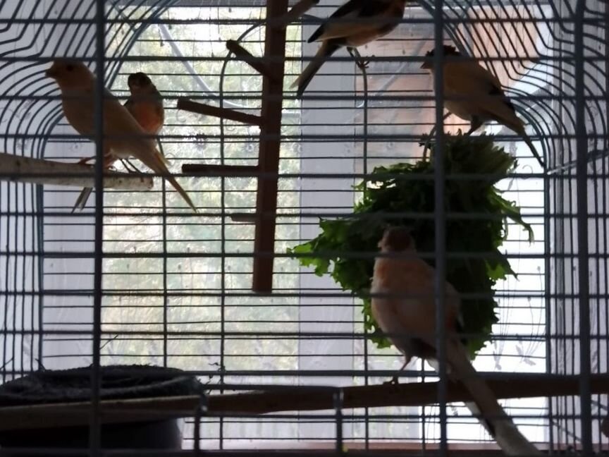 Канарейки чубатые