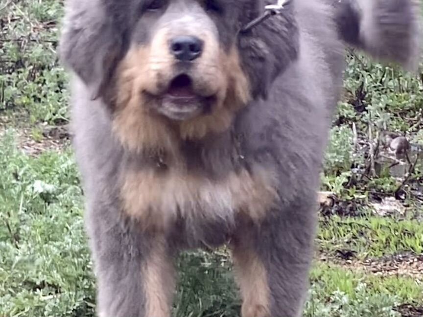 Девочка Тибетского мастифа