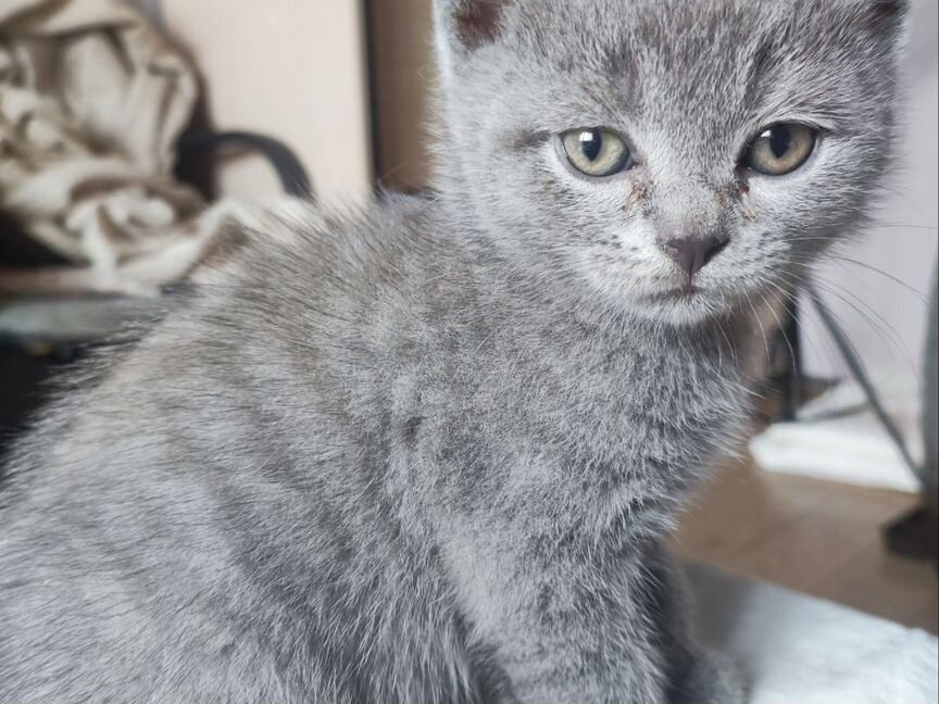 Британские котята